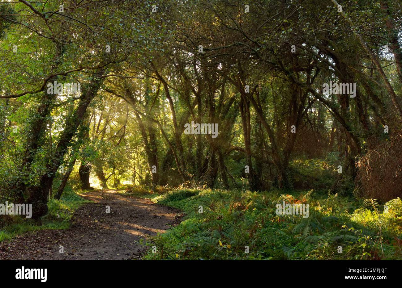 Magic nature of Spain along the Camino de Santiago Stock Photo - Alamy