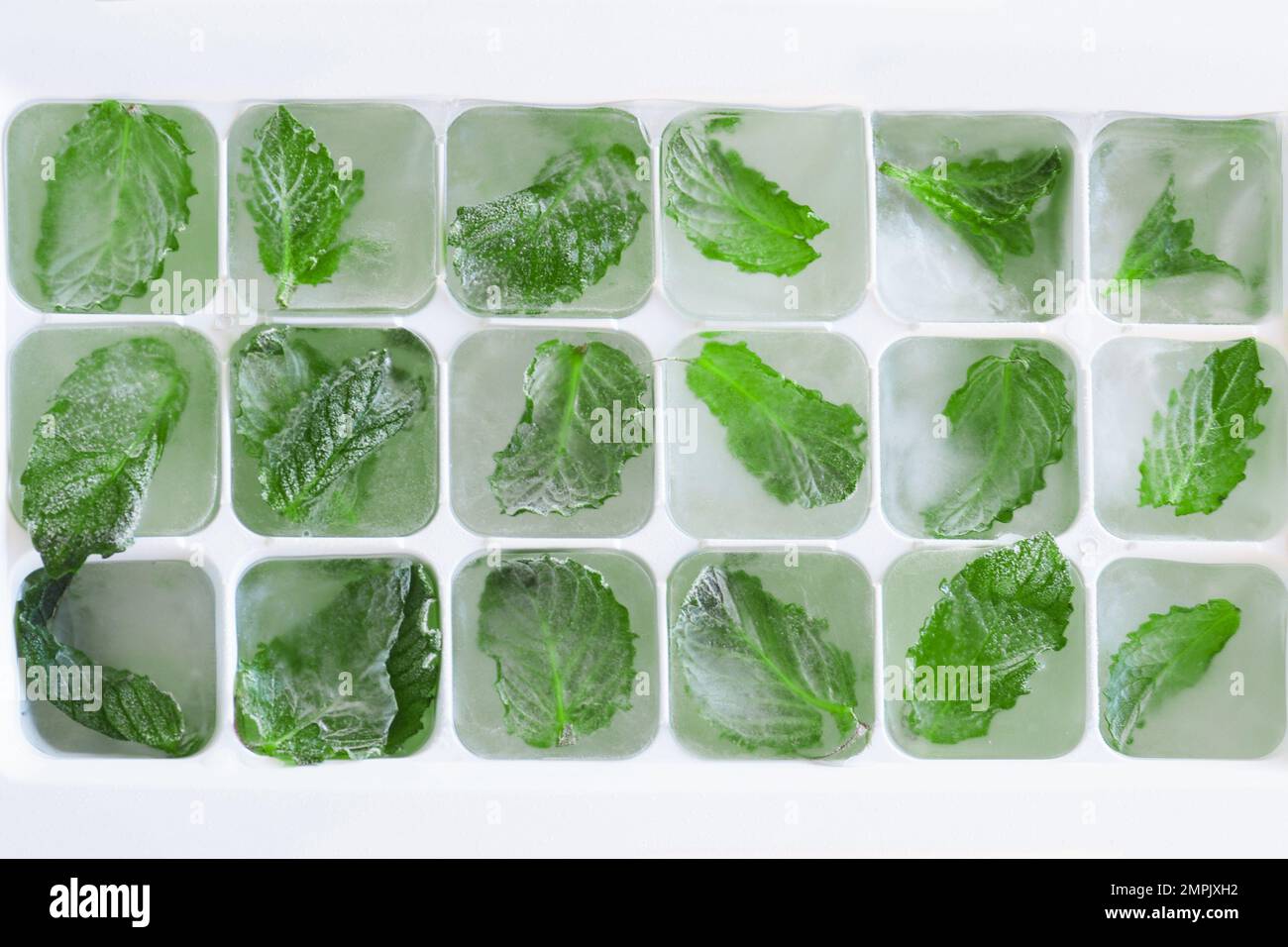 Mint leaves frozen in ice cubes. Fresh and refreshing mint for the summer. Frozen food concept ...