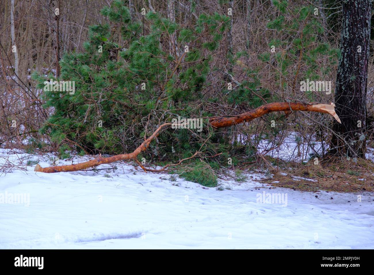 Broken pine tree after a storm in the forest hi-res stock photography ...