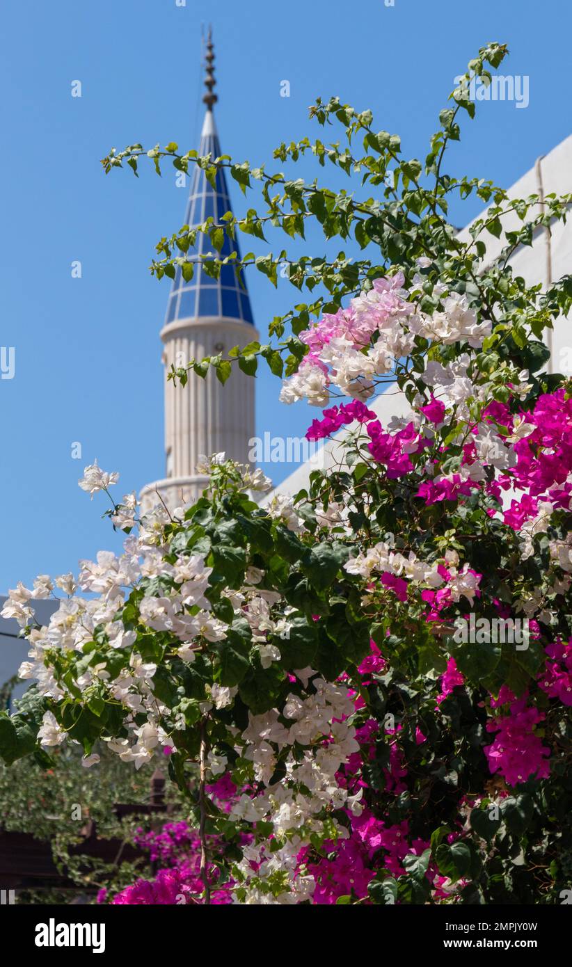 bright coloured flowers with mosque in background Stock Photo - Alamy
