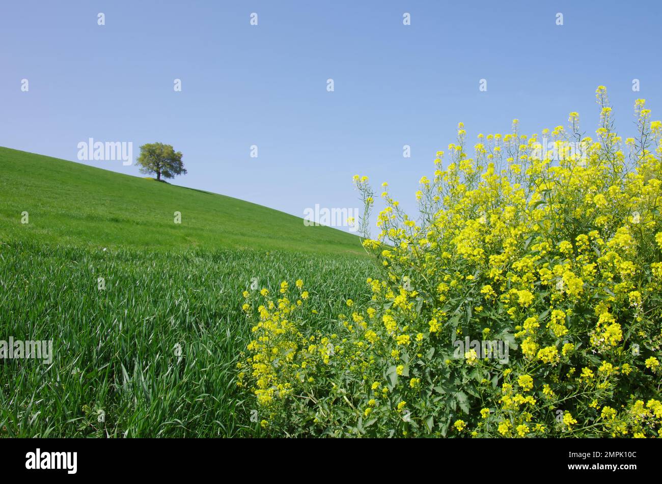 Spring landscape dominated by greenery, the first blooms can be ...