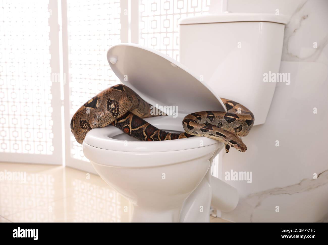 Snake in toilet hi-res stock photography and images - Alamy
