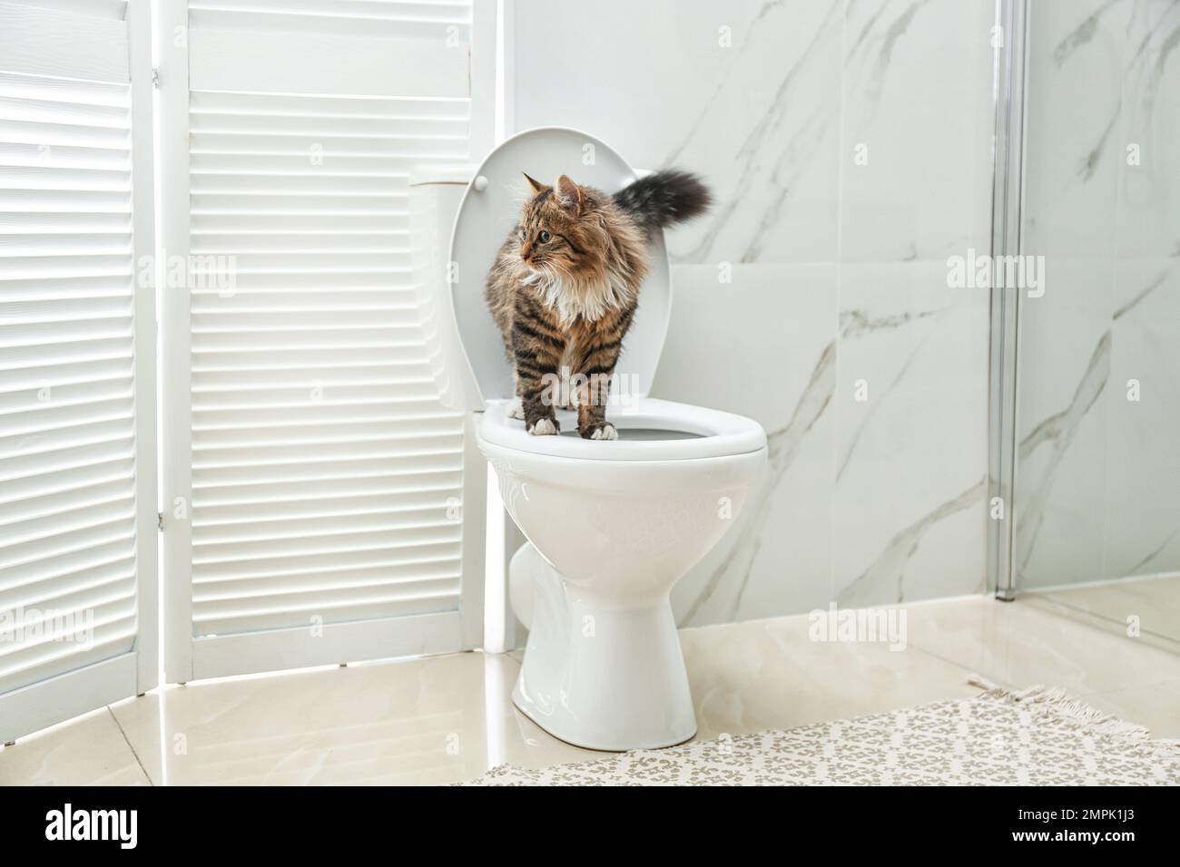 Cute cat on toilet bowl in bathroom Stock Photo - Alamy