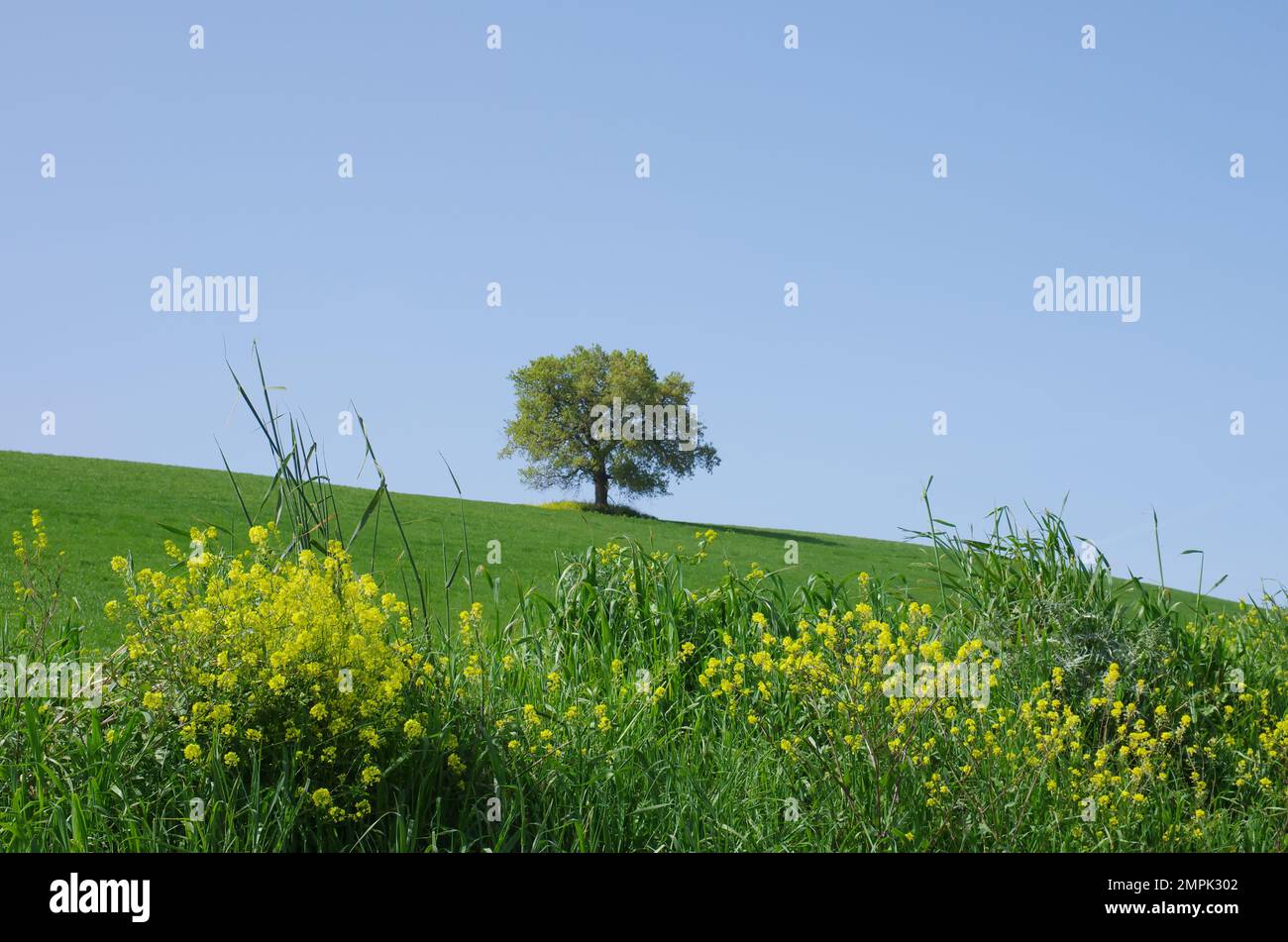 Spring landscape dominated by greenery, the first blooms can be ...