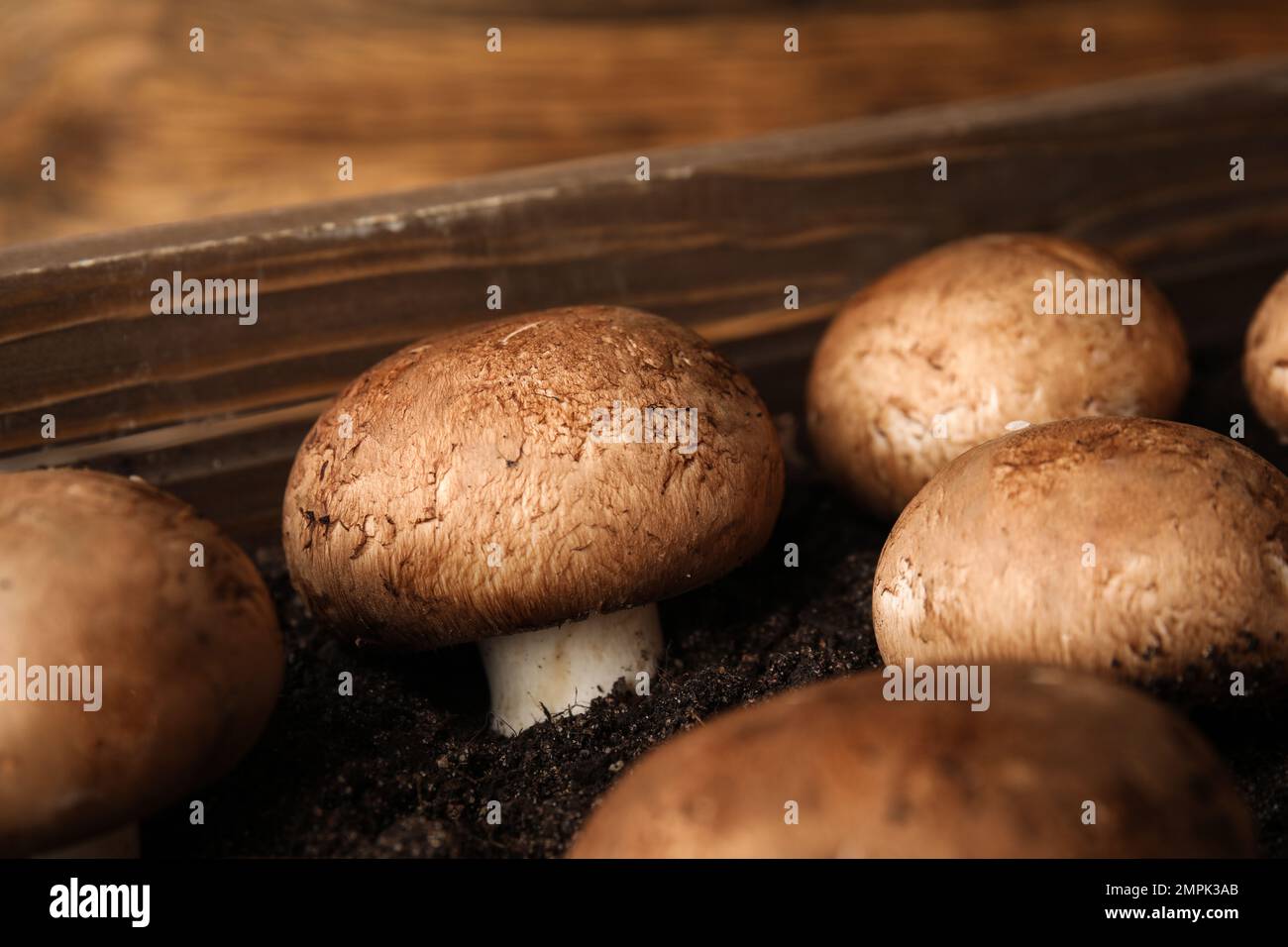 Brown champignons growing on soil in wooden crate, closeup. Mushrooms ...