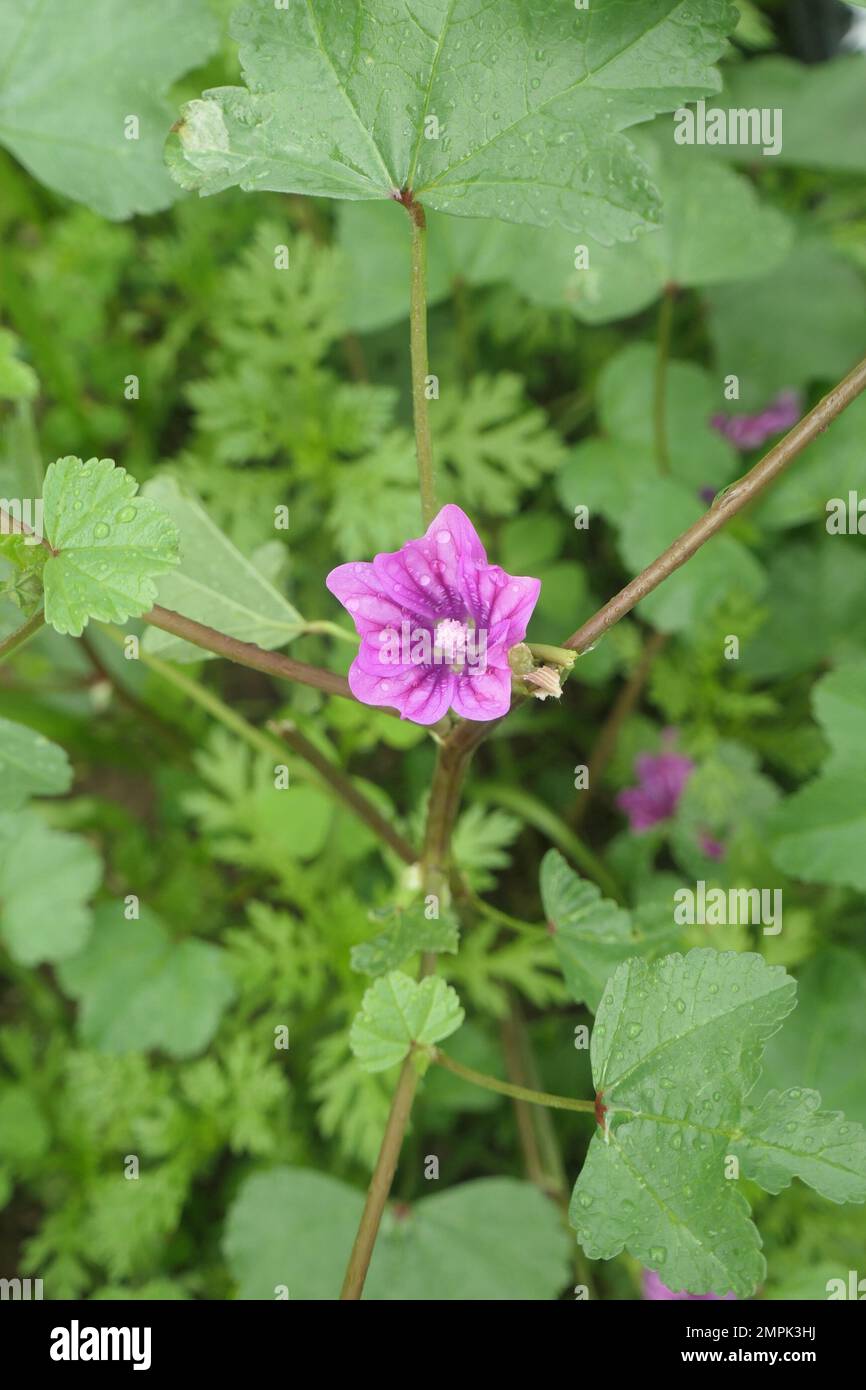 Wild mallow blooms after the rain in city's park Stock Photo - Alamy