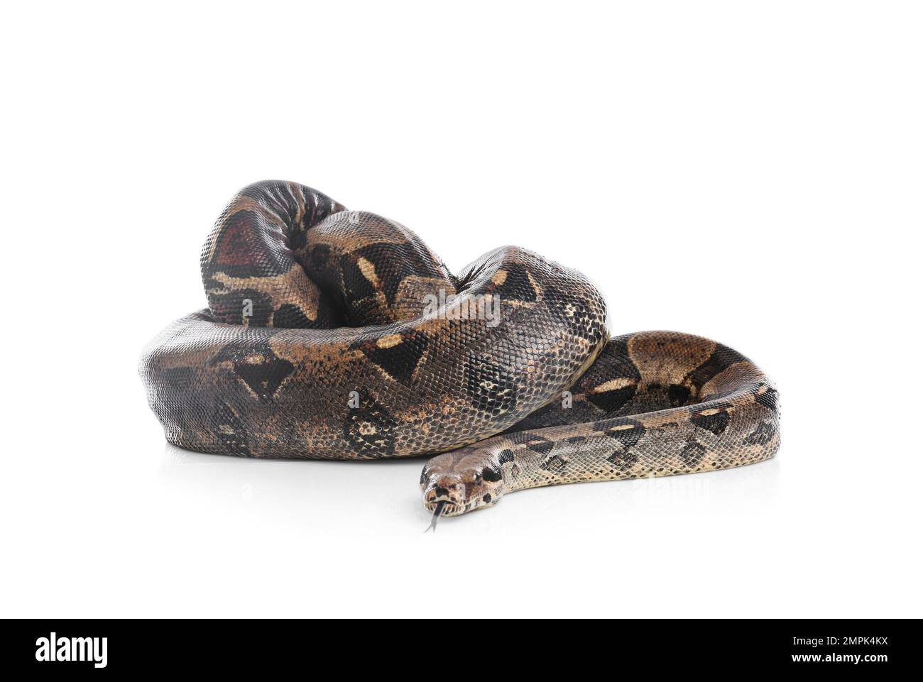 Brown boa constrictor on white background. Exotic snake Stock Photo - Alamy