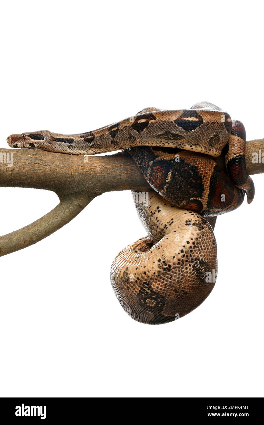 Brown boa constrictor on tree branch against white background Stock ...
