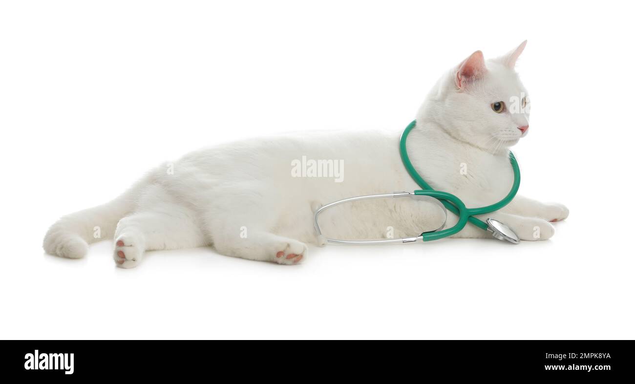 Cute cat with stethoscope as veterinarian on white background Stock ...