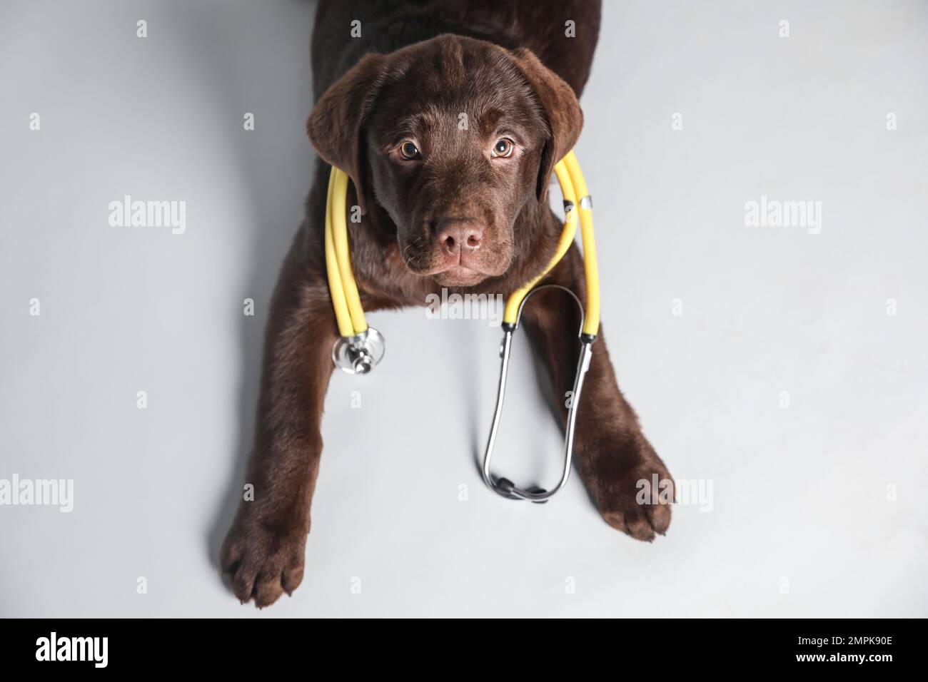 Cute Labrador dog with stethoscope as veterinarian on white background ...
