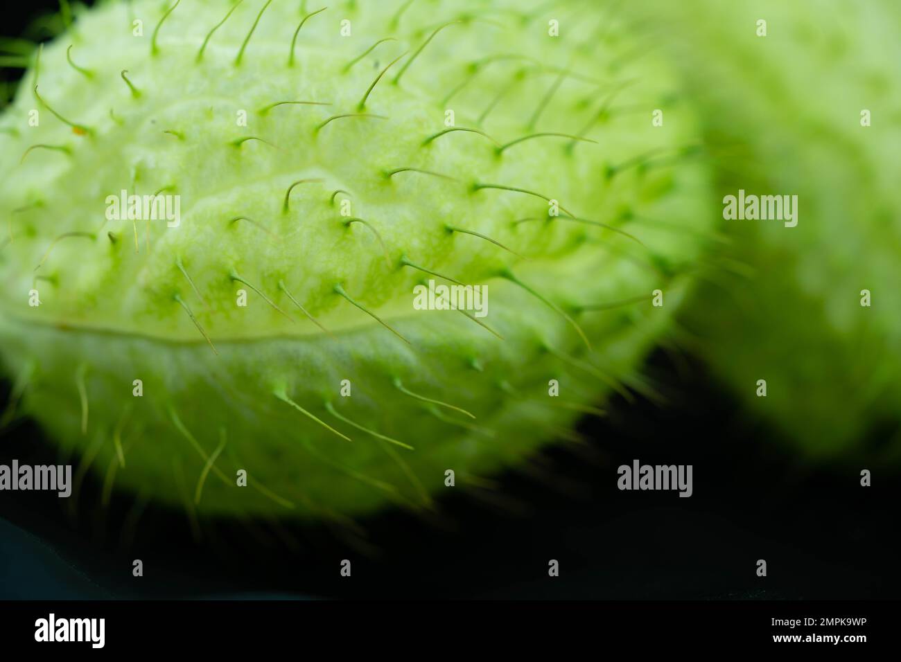 the funny plant Asclepias Moby Dick Blumigo Stock Photo - Alamy