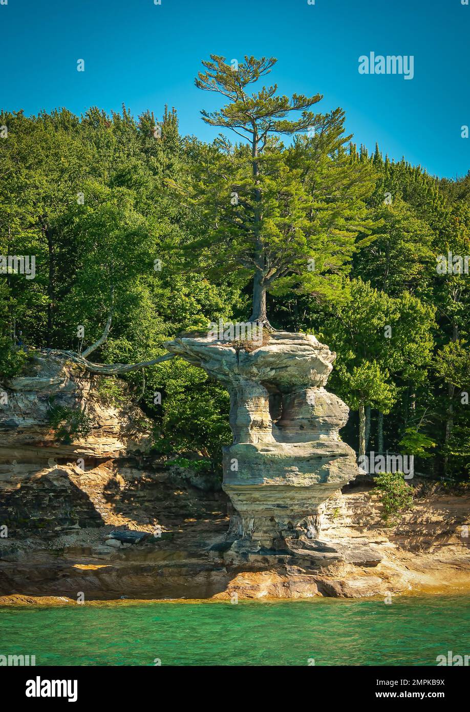 Roots keeping Pine tree alive being separated from main land Stock ...