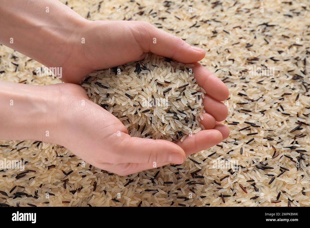 Woman holding mix of brown and polished rice over grains, closeup Stock ...