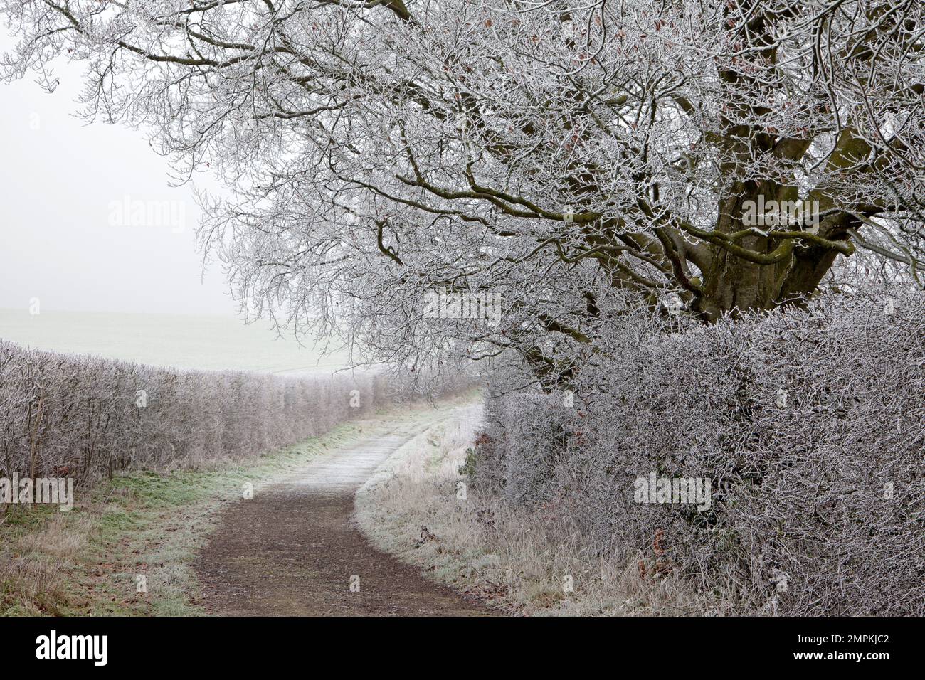 Hoar frost on the trees and hedges along a byway north of Codford in Wiltshire Stock Photo - Alamy