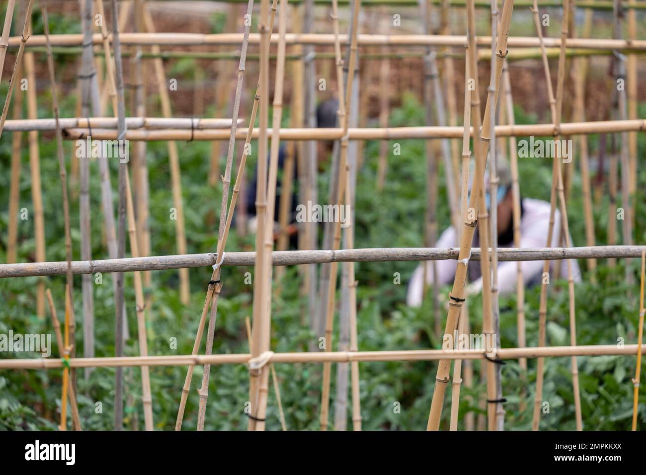 farmer in Sa Vinyassa, Soller valley route, Mallorca, Balearic Islands ...