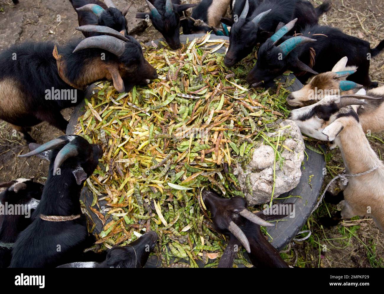 In this Nov. 10, 2017 photo, goats munch on soybean pods at the La ...