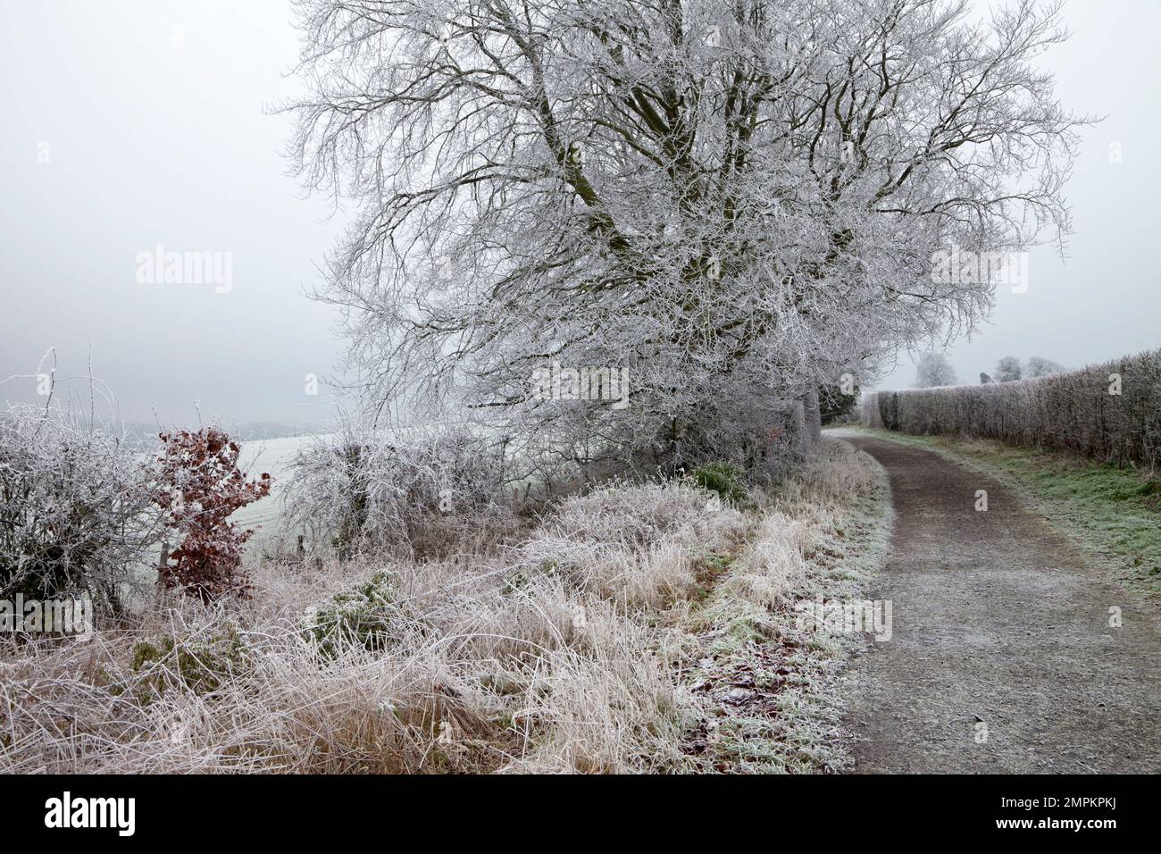 Hoar frost on the trees and hedges along a byway north of Codford in Wiltshire Stock Photo - Alamy