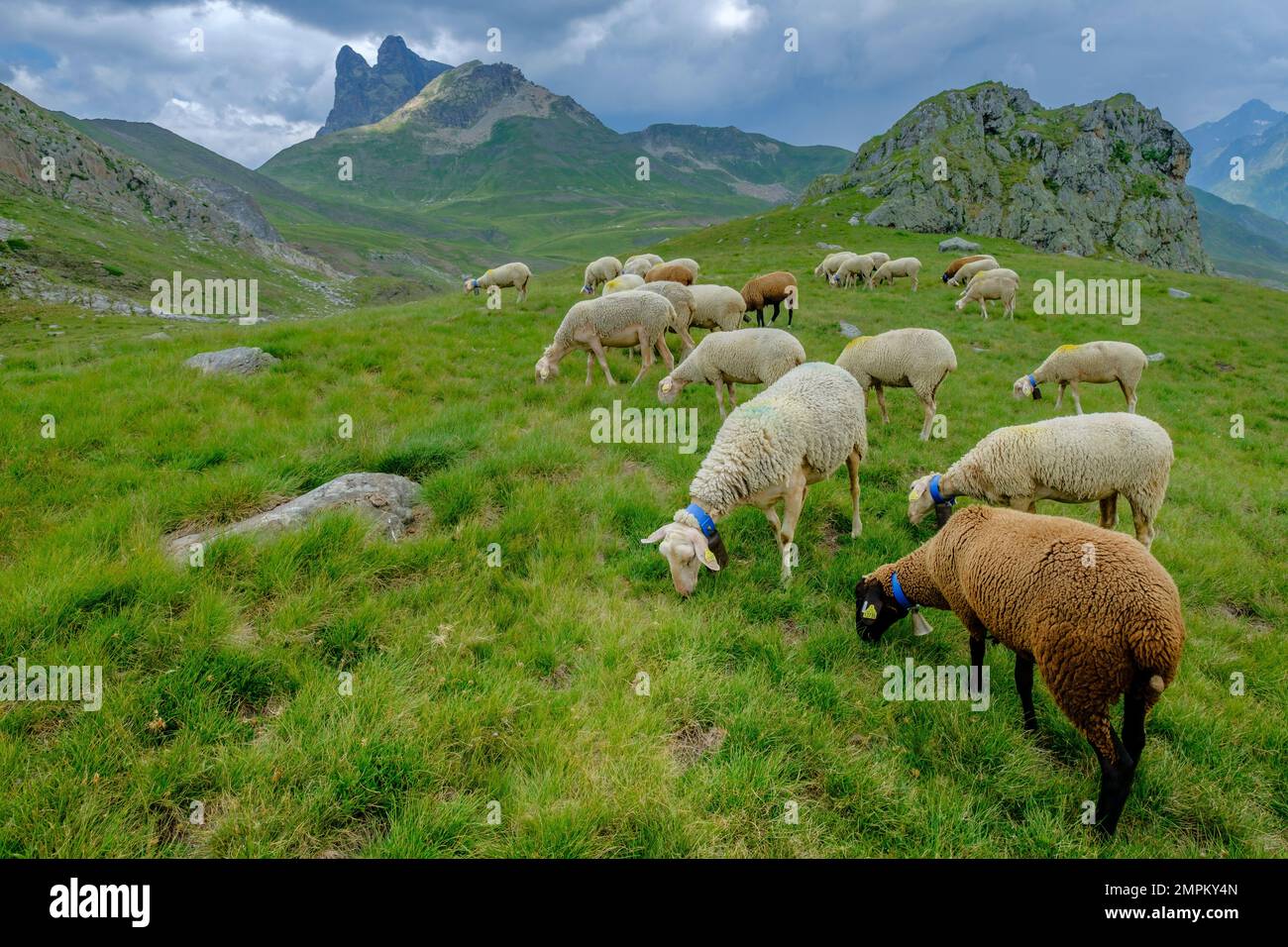 flock of sheep in the meadows of Portalet, Ayous lakes tour, Pyrenees ...
