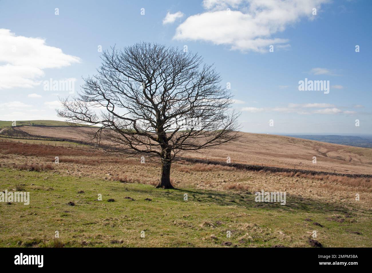 Lone tree seen on a spring day near Bowstonegate above Lyme Park ...