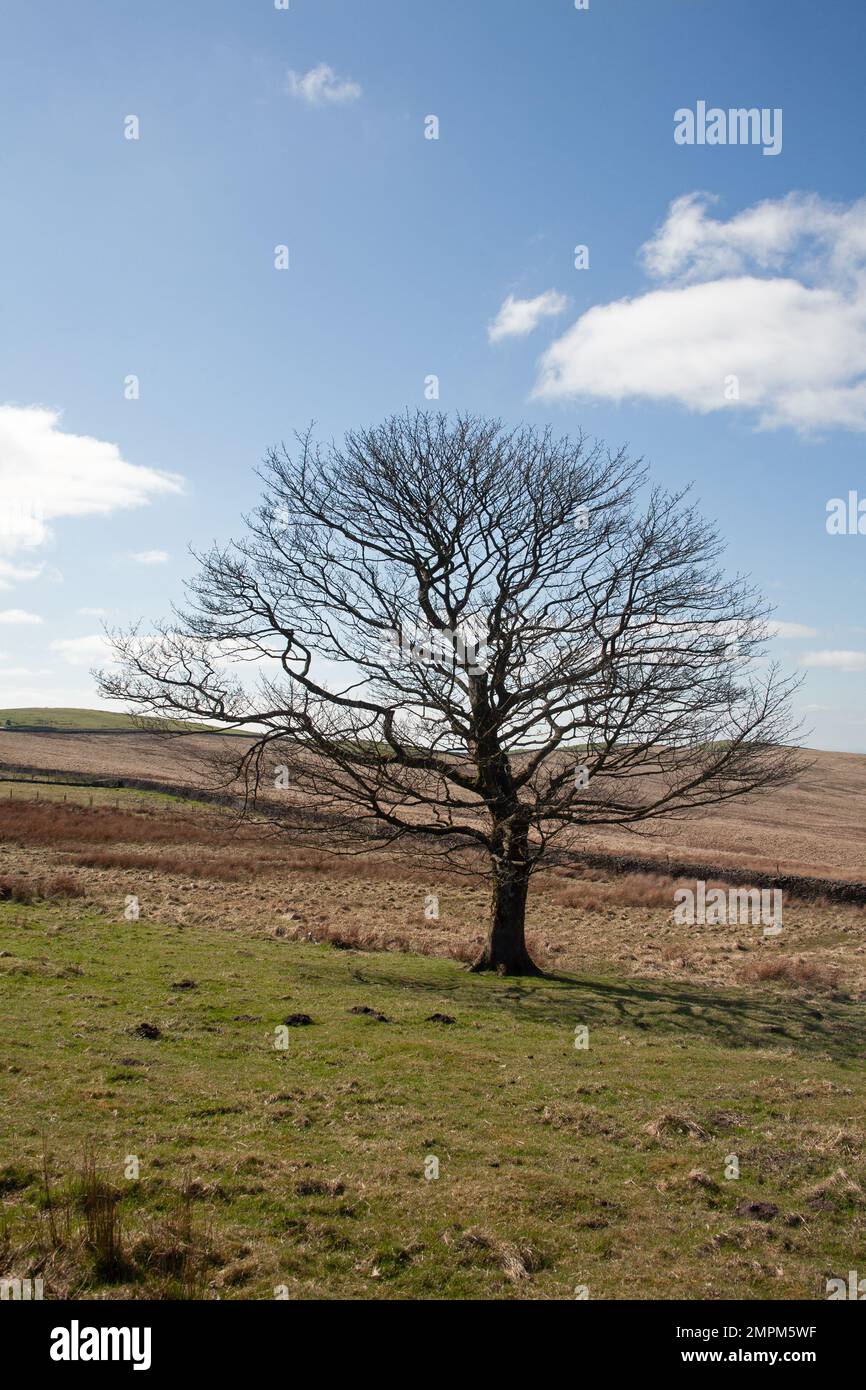 Lone tree seen on a spring day near Bowstonegate above Lyme Park ...