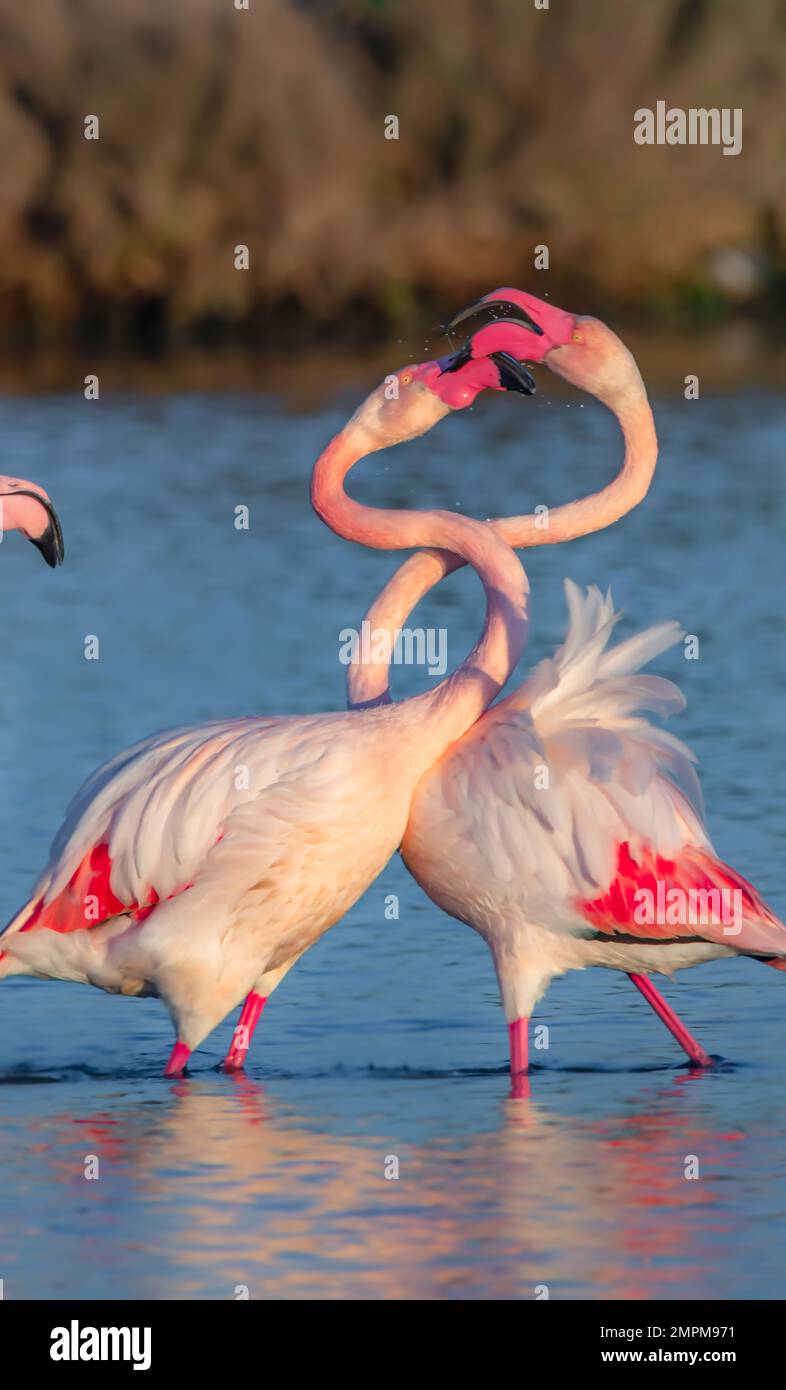 Two flamingos fight for dominance. Carbonia, Italy: AT FIRST glance you ...