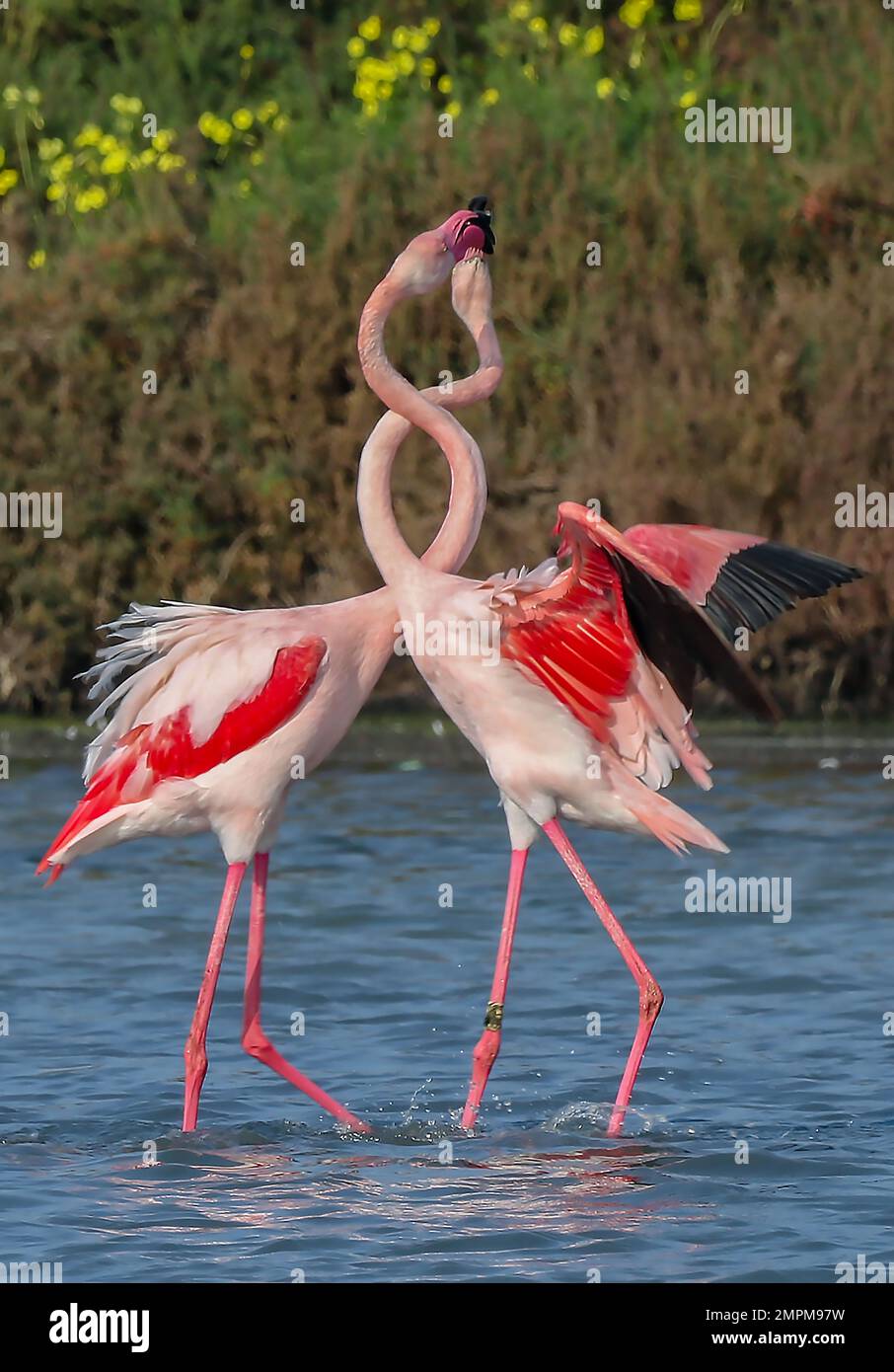 Two flamingos intertwine their necks. Carbonia, Italy: AT FIRST glance you could be forgiven for ...