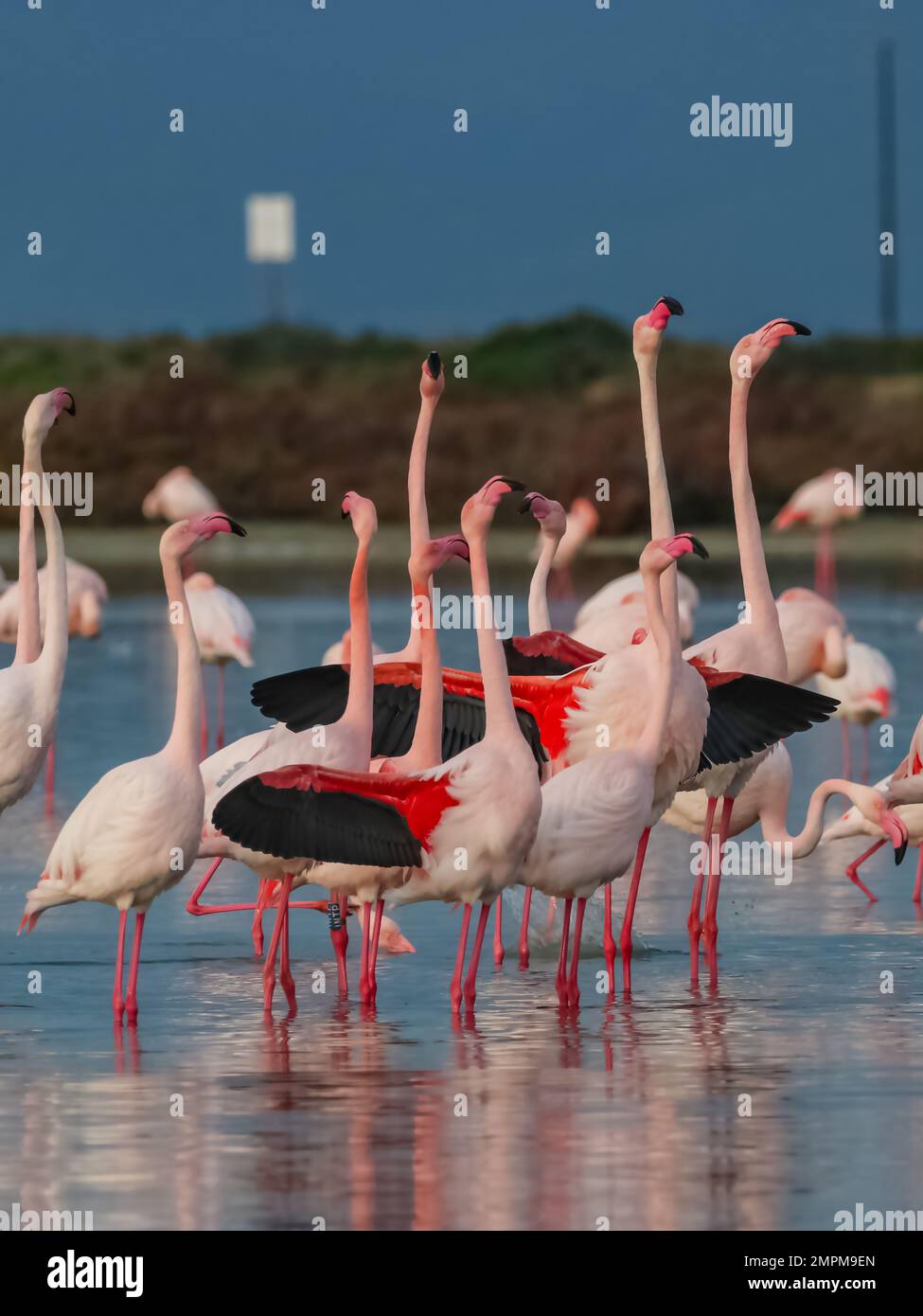 Flamingos show their feathers. Carbonia, Italy: AT FIRST glance you ...