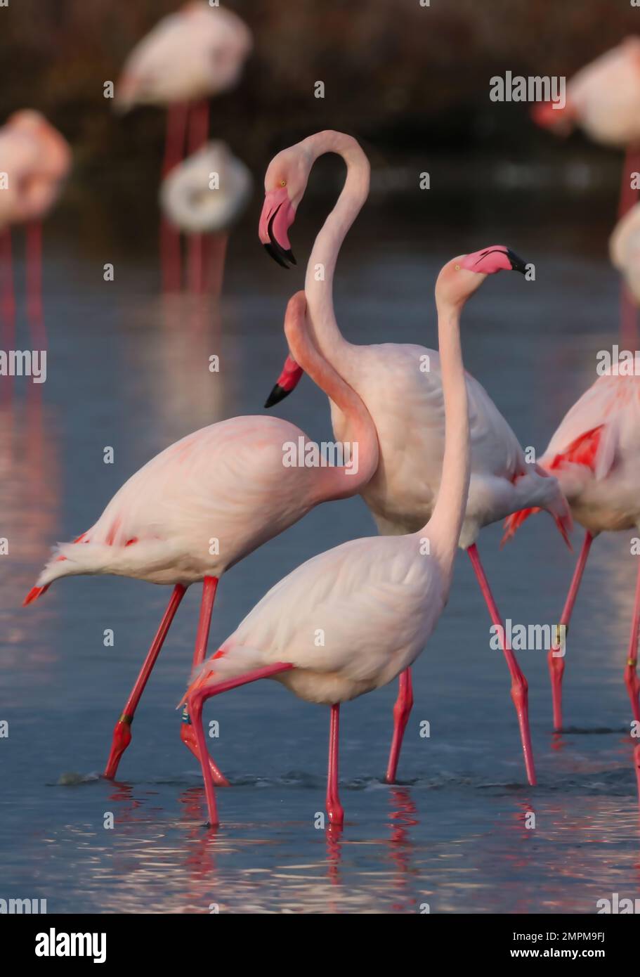 Three flamingos. Carbonia, Italy: AT FIRST glance you could be forgiven ...