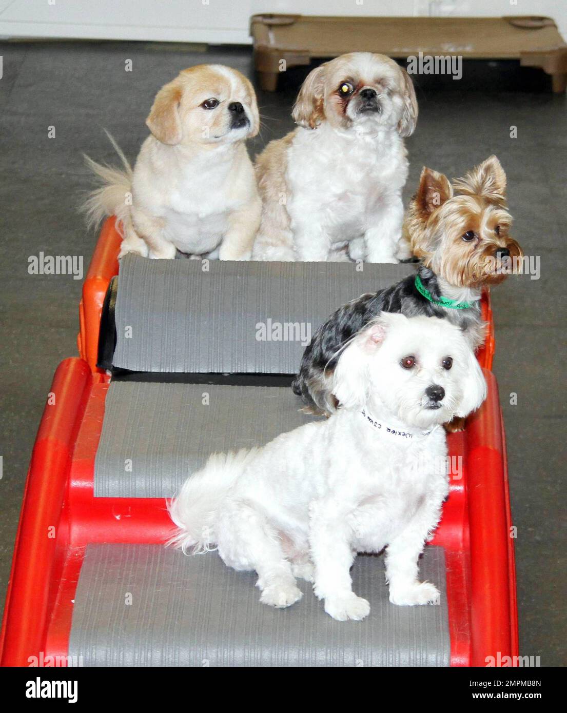 EXCLUSIVE!! This is Chateau Poochie, the world's most exclusive hotel ...