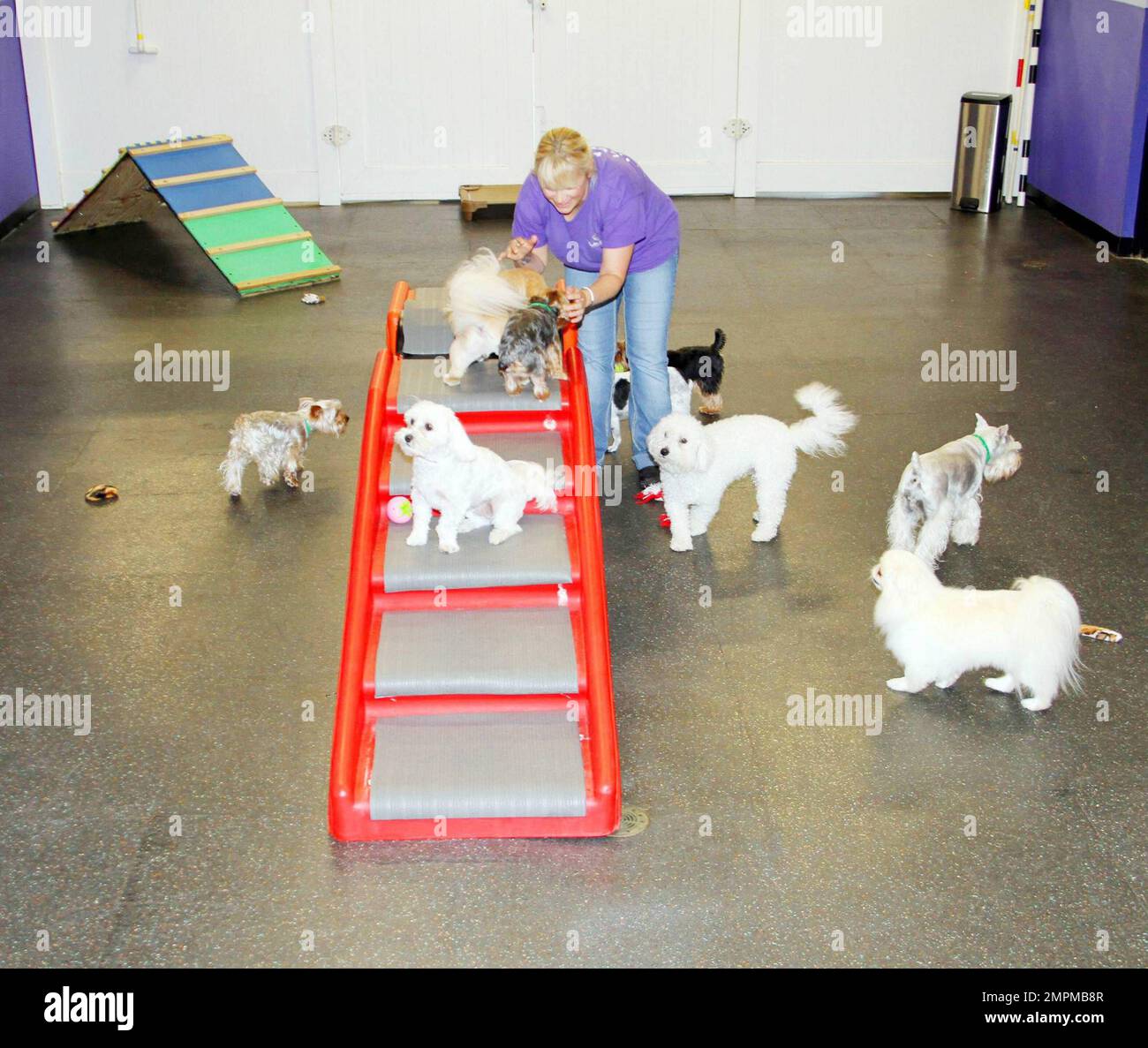 EXCLUSIVE!! This is Chateau Poochie, the world's most exclusive hotel ...