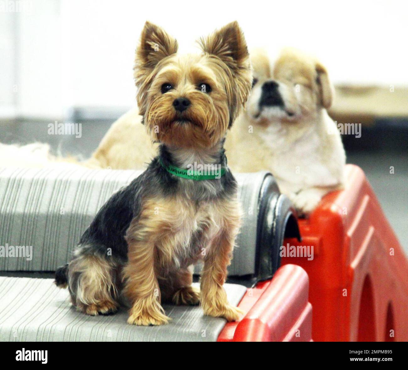 EXCLUSIVE!! This is Chateau Poochie, the world's most exclusive hotel ...