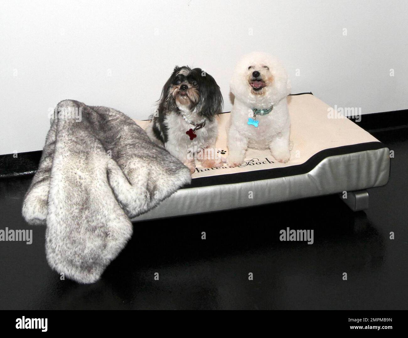 EXCLUSIVE!! This is Chateau Poochie, the world's most exclusive hotel ...