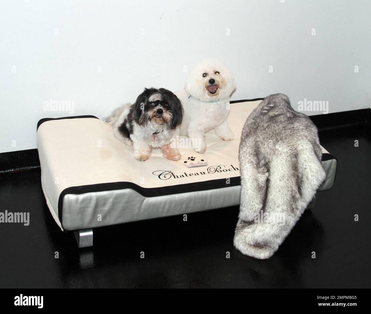 EXCLUSIVE!! This is Chateau Poochie, the world's most exclusive hotel ...