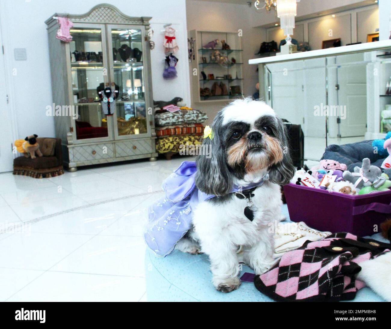 EXCLUSIVE!! This is Chateau Poochie, the world's most exclusive hotel ...