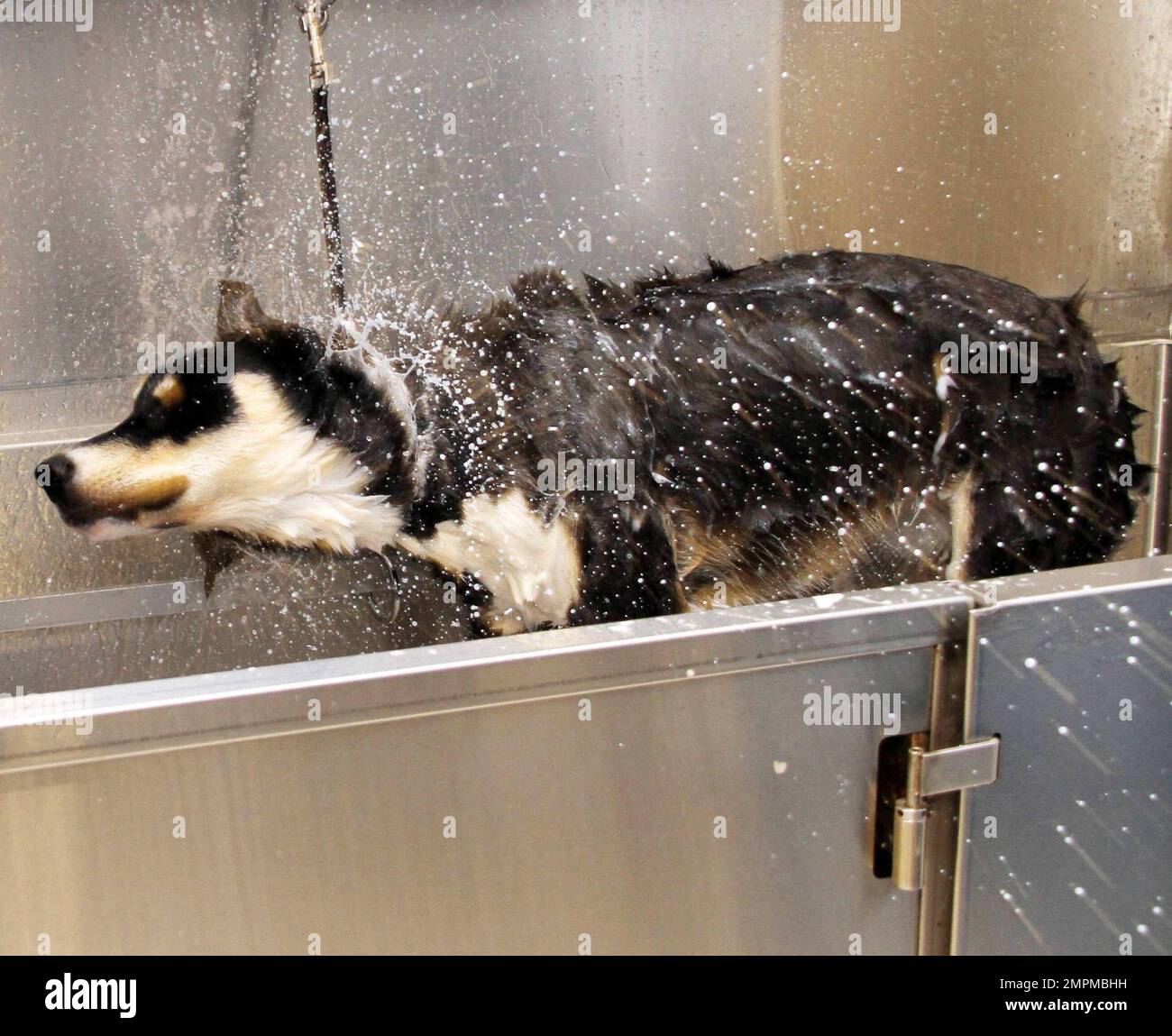 EXCLUSIVE!! This is Chateau Poochie, the world's most exclusive hotel ...