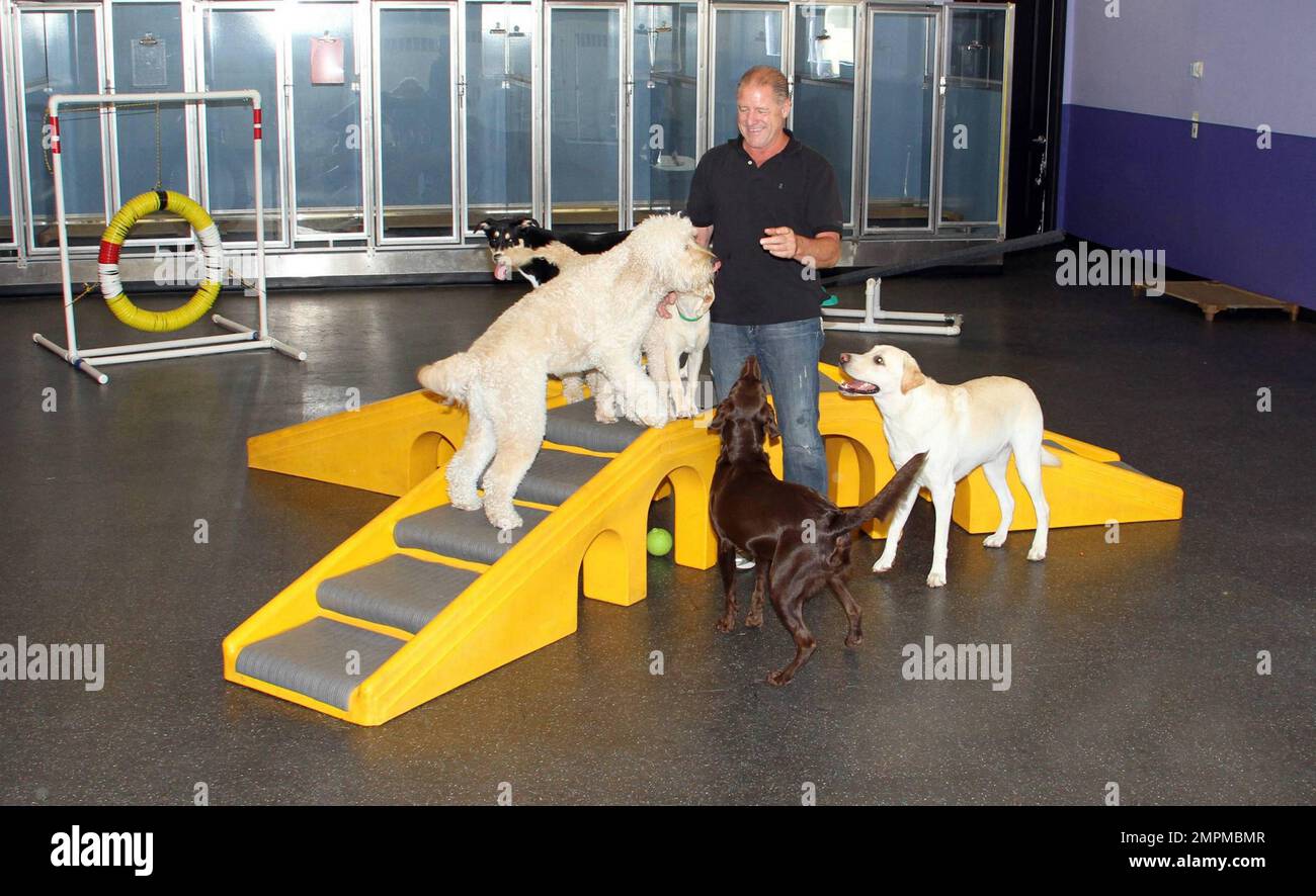 EXCLUSIVE!! This is Chateau Poochie, the world's most exclusive hotel ...