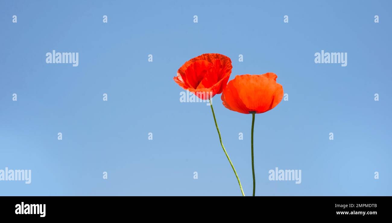 Two poppy flowers in the blue sky. Copy space for text. Memory. Card ...
