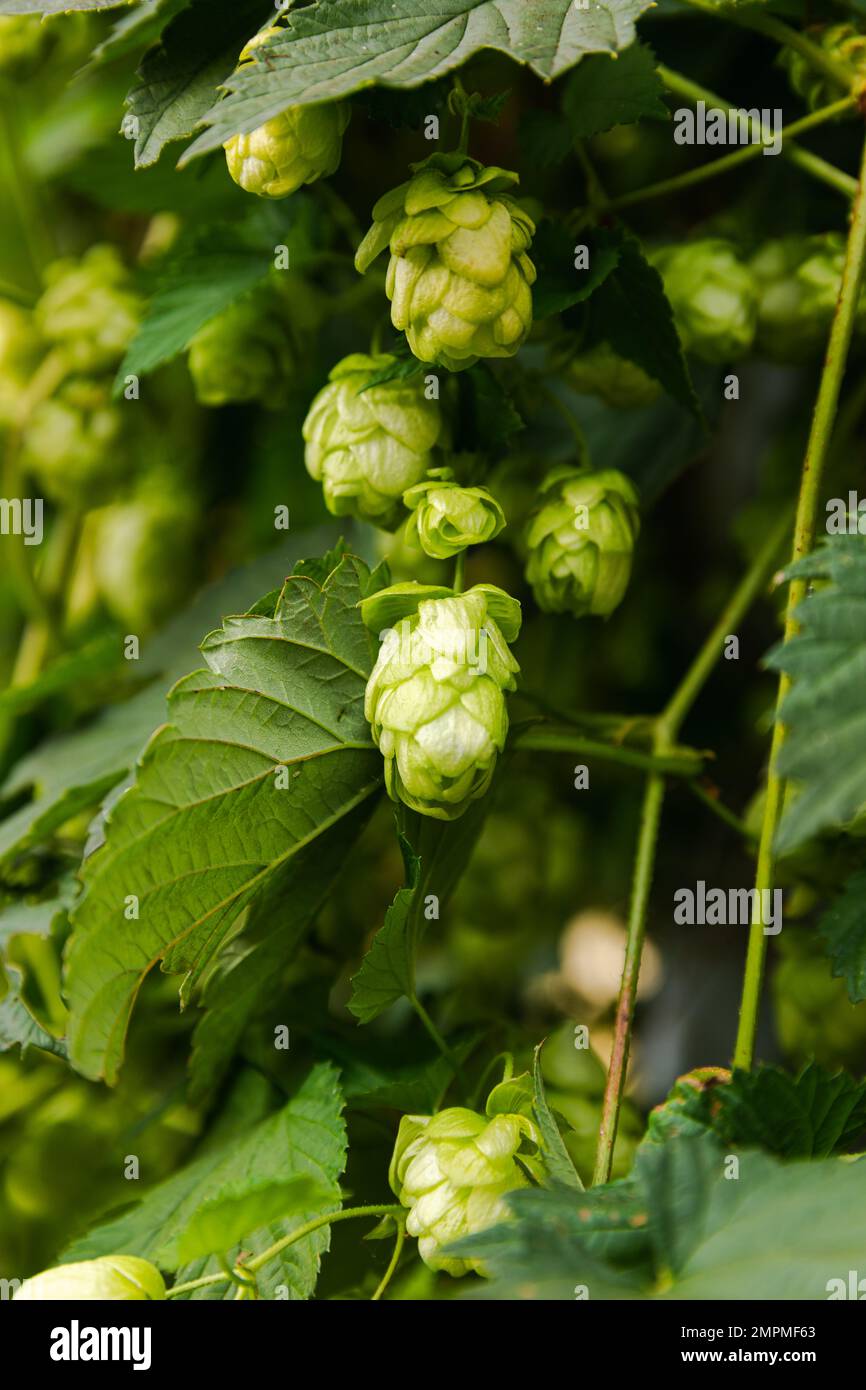 Farming and agriculture concept. Green fresh ripe organic hop cones for ...