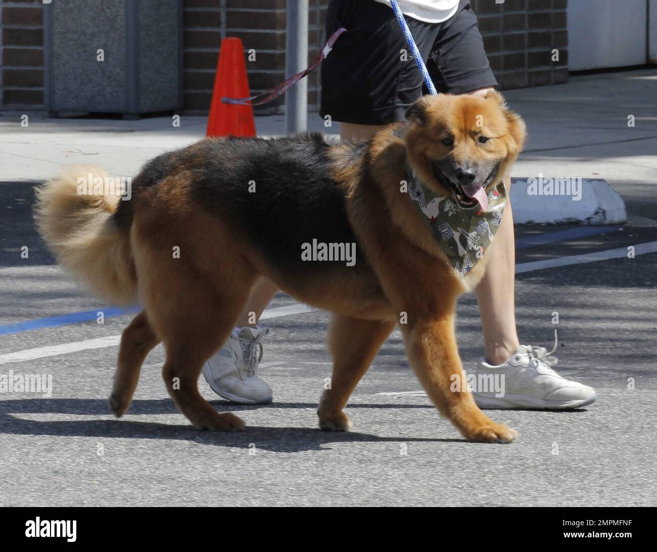 Chelsea handler dog hi-res stock photography and images - Alamy