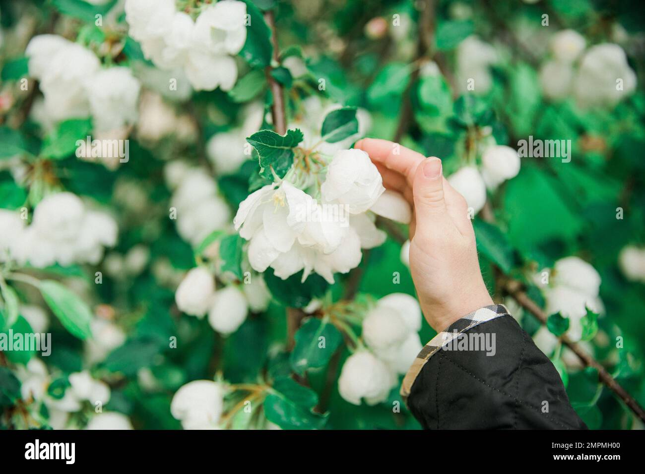 Human flower hi-res stock photography and images - Alamy
