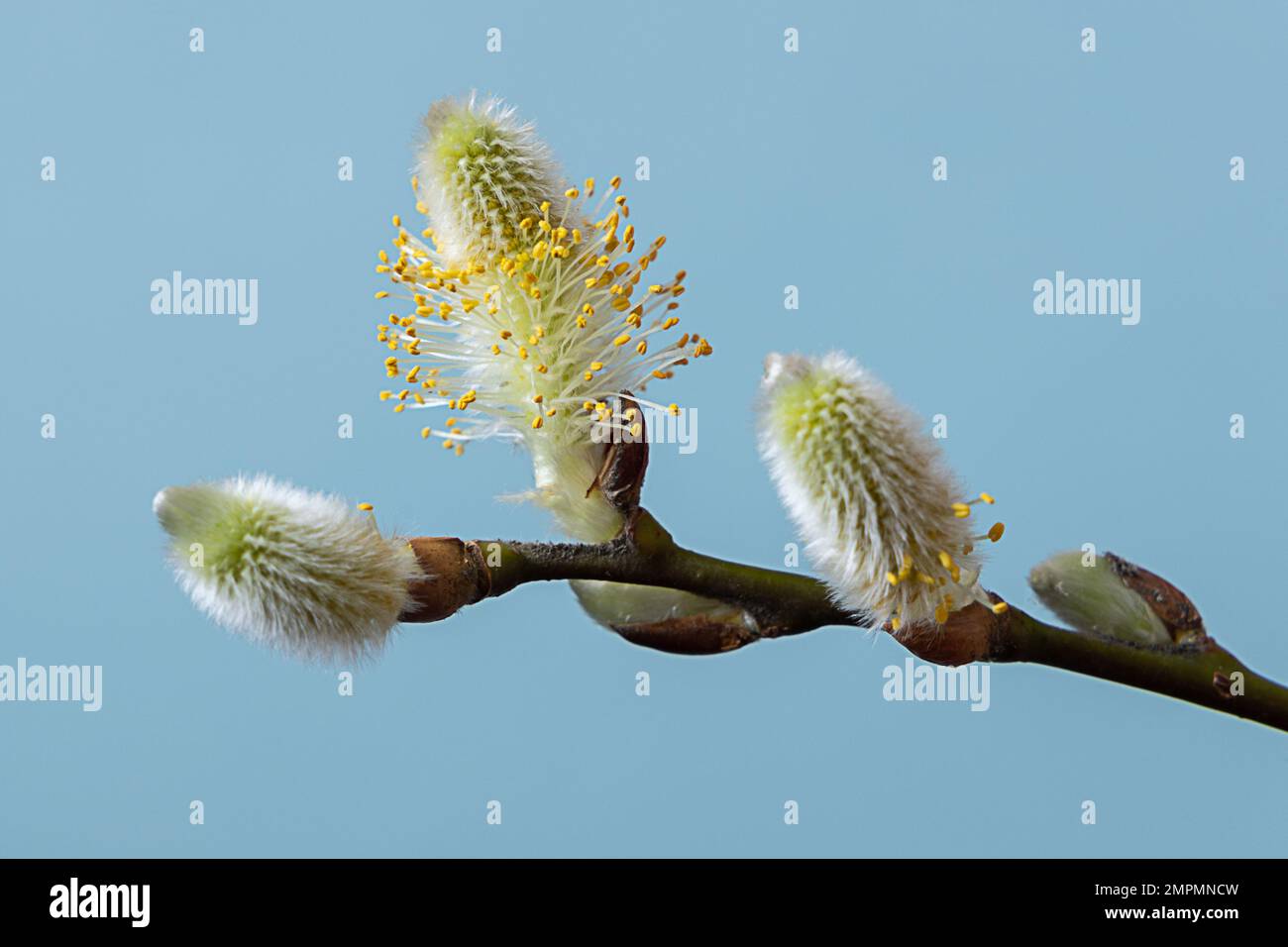 Fluffy yellow willow twigs above blue background. Willow catkins ...