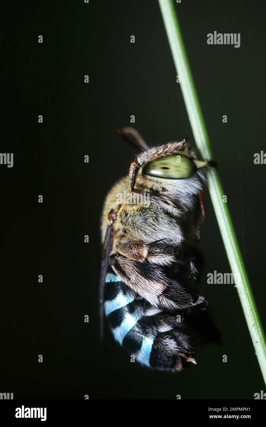 A sleeping blue-banded bee on the stem of a plant Stock Photo - Alamy