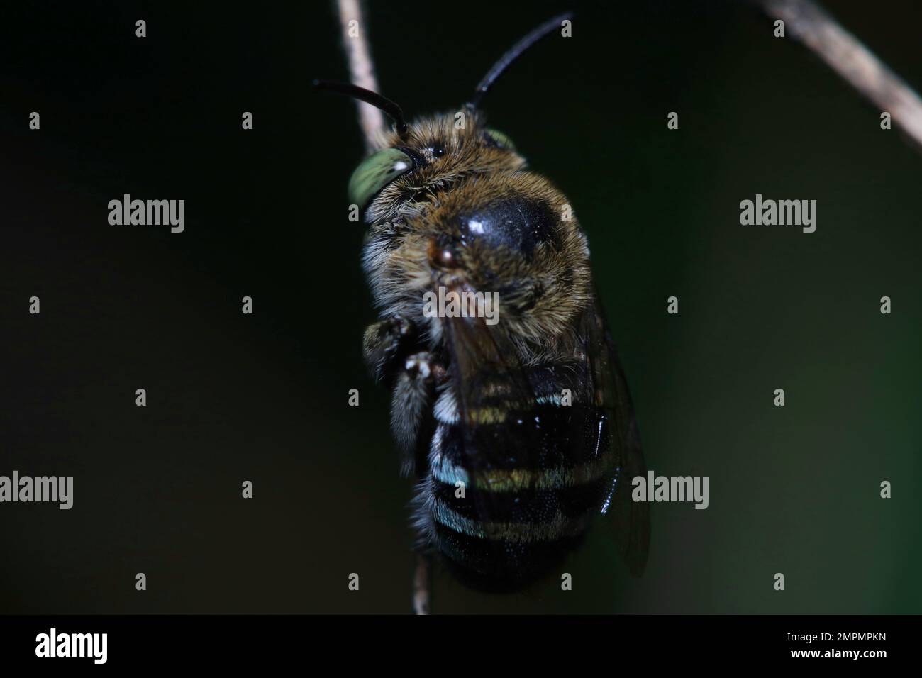A sleeping blue-banded bee on the stem of a plant Stock Photo - Alamy