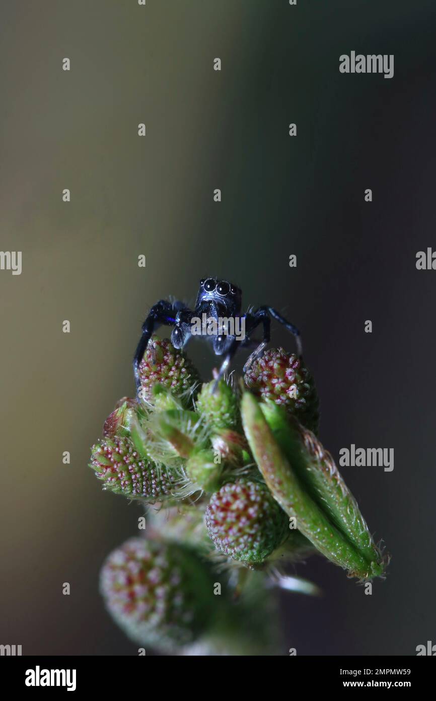 A jumping spider on the Shameplant flower buds Stock Photo - Alamy
