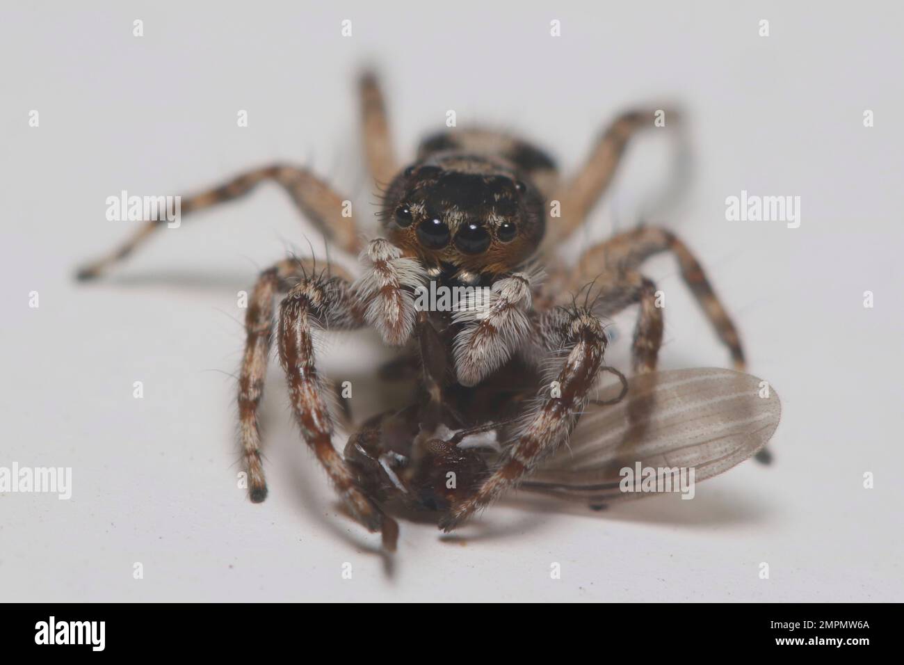 A closeup of a jumping spider eating an insect Stock Photo - Alamy