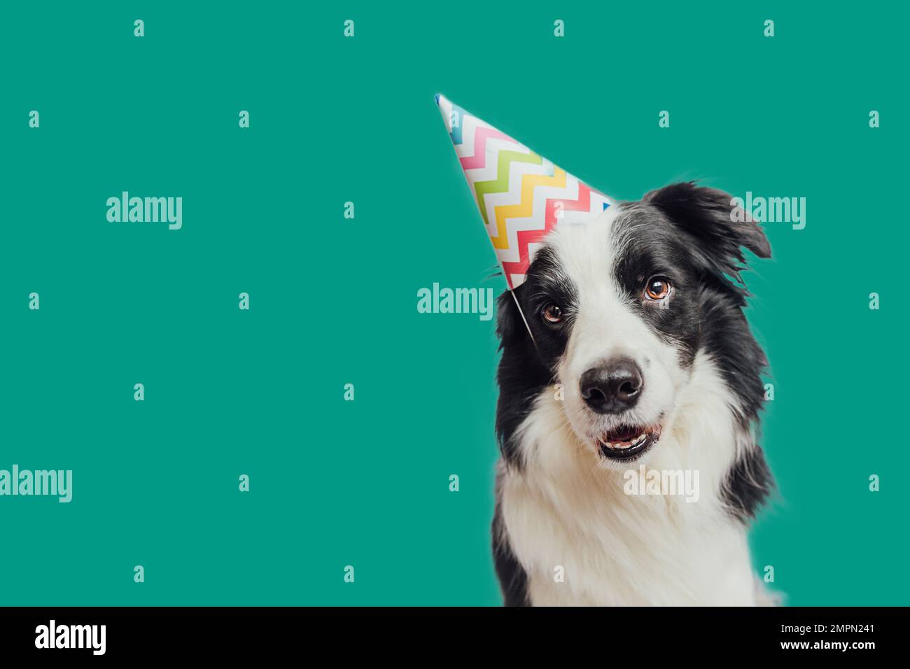 Happy Birthday party concept. Funny cute puppy dog border collie ...