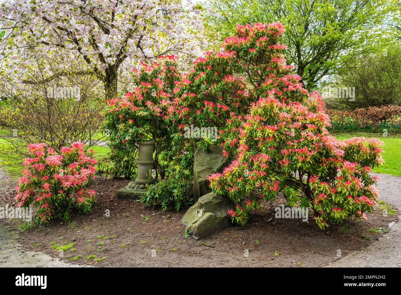 Spring flowers in the Japanese Garden in the grounds of Lauriston ...