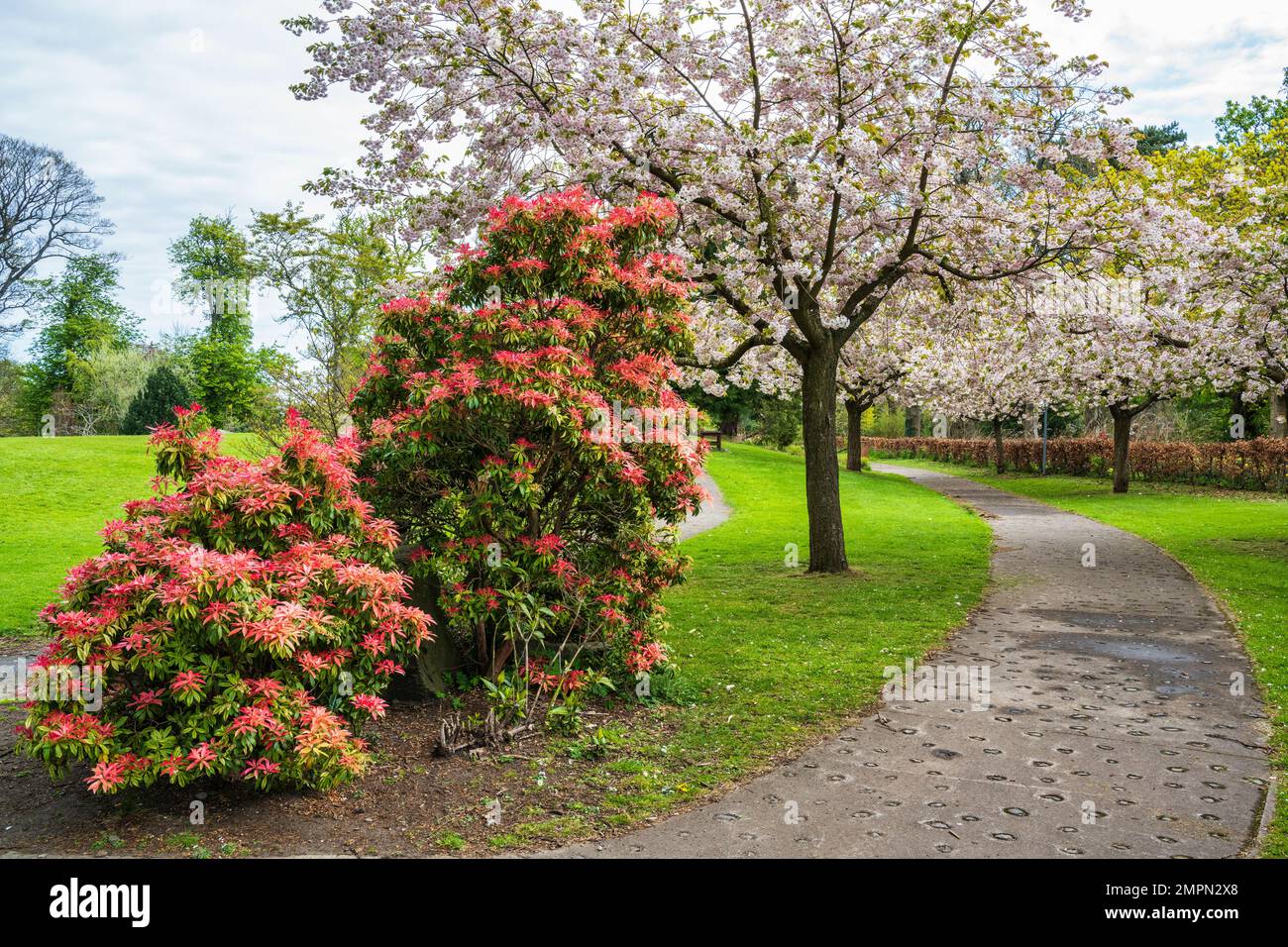 Spring flowers in the Japanese Garden in the grounds of Lauriston ...