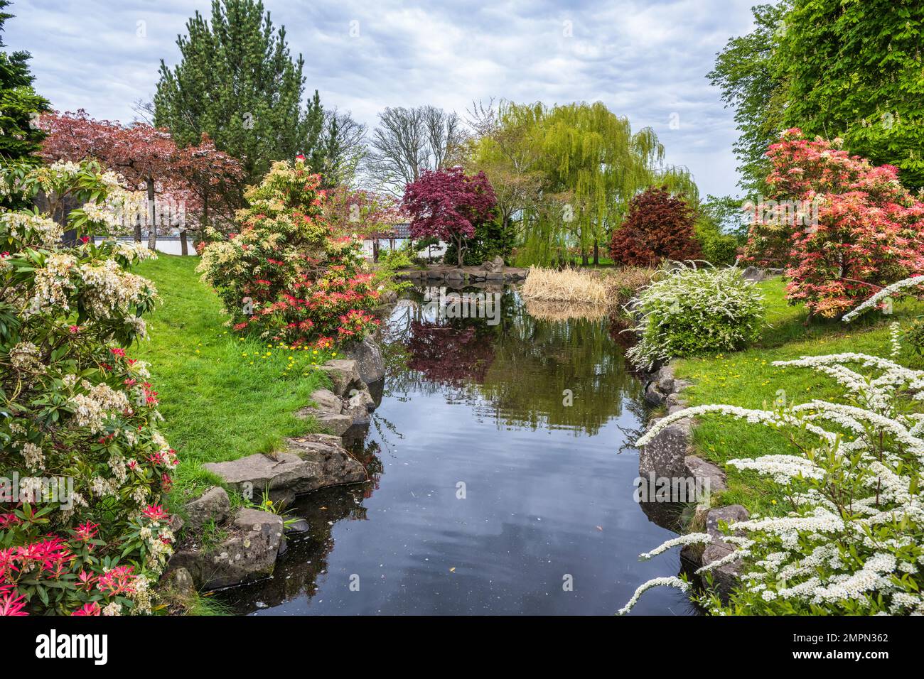 Spring flowers in the Japanese Garden in the grounds of Lauriston ...