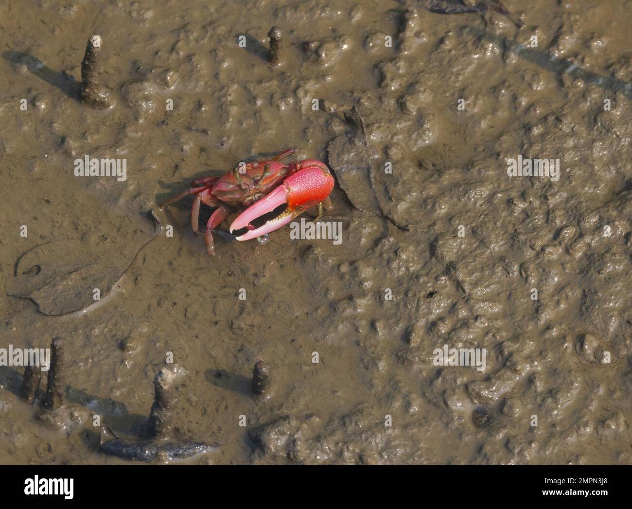 Red Fidler Crab crawling on the soft mud of an island in Sunderban ...